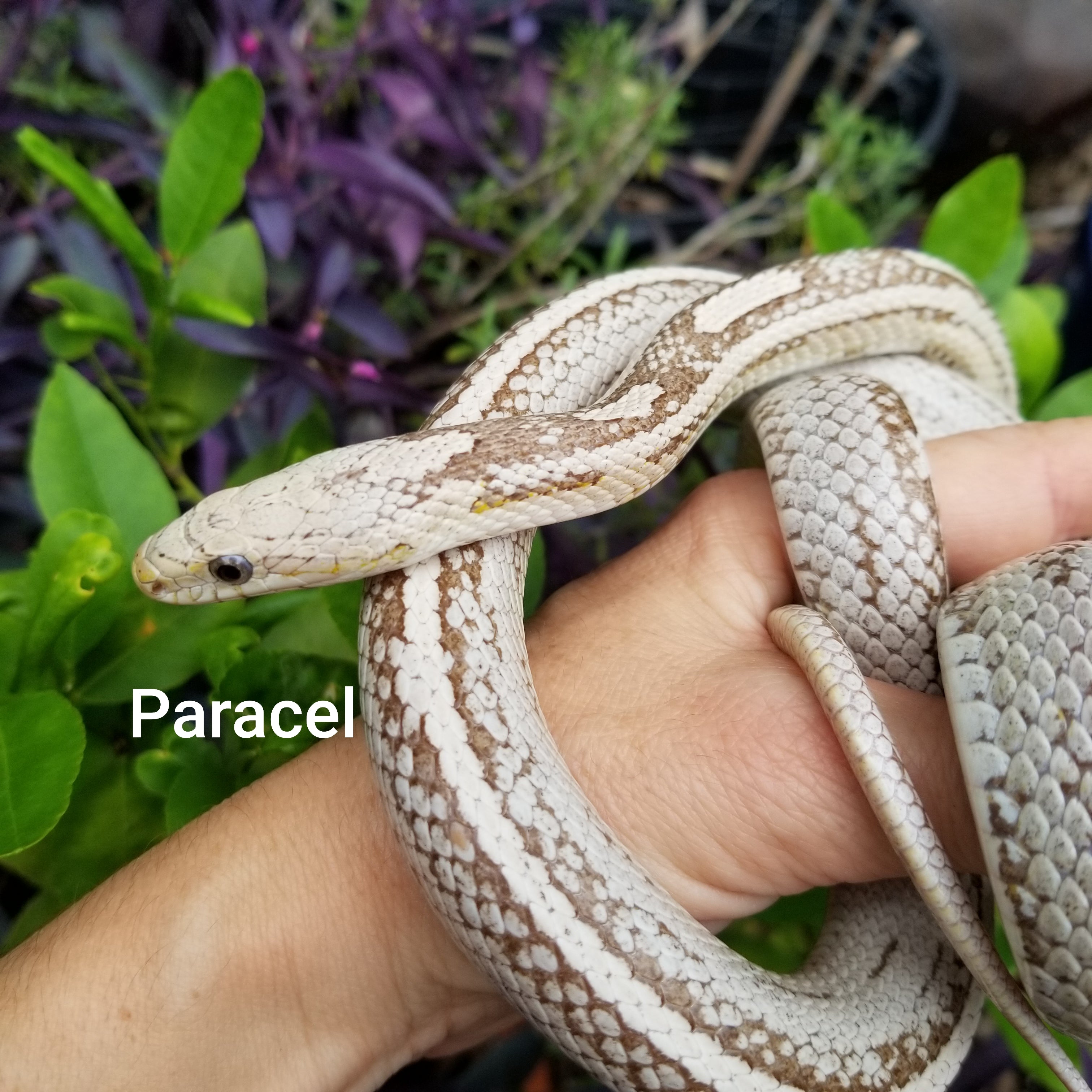 Paracel – Midnight Exotics