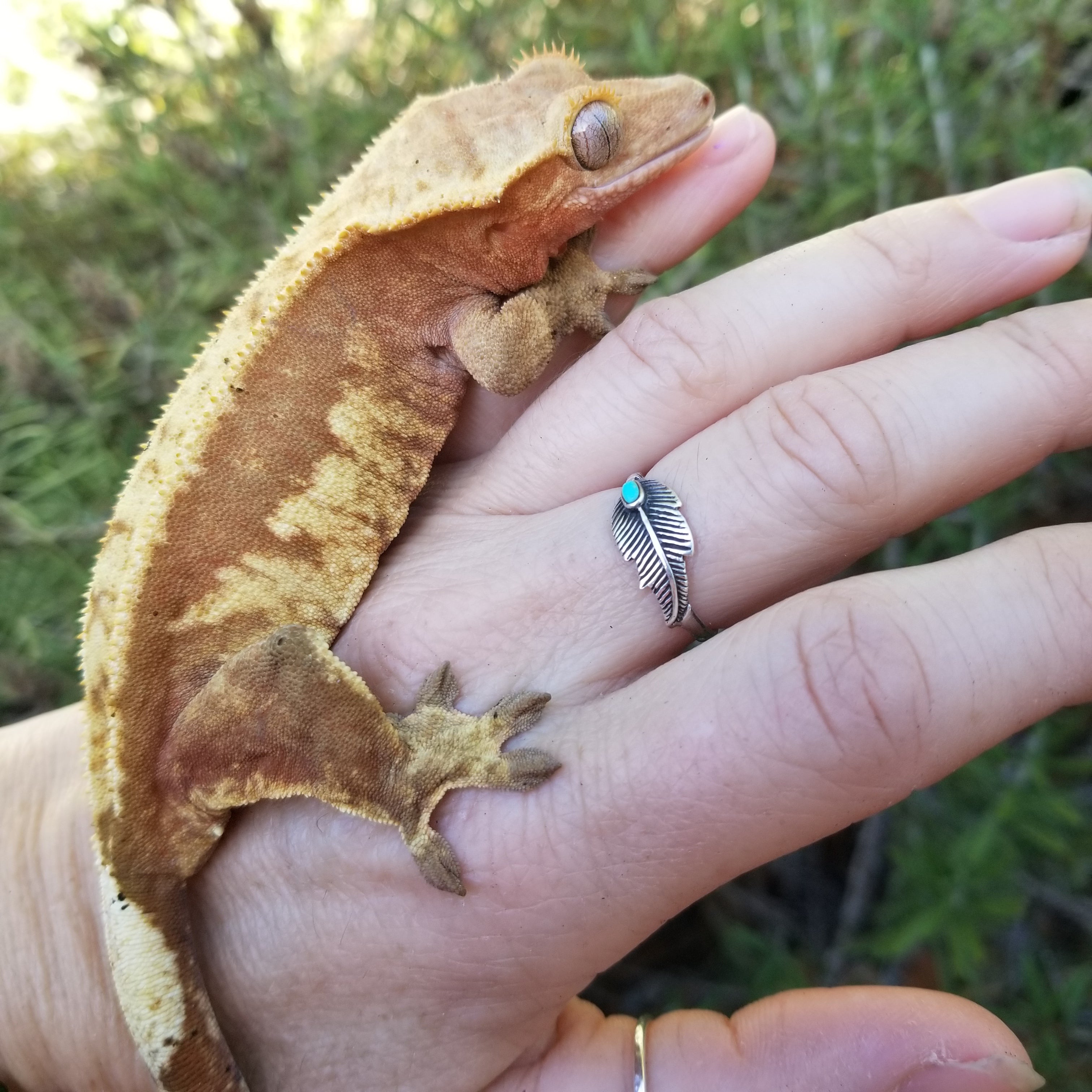 Leia – Midnight Exotics