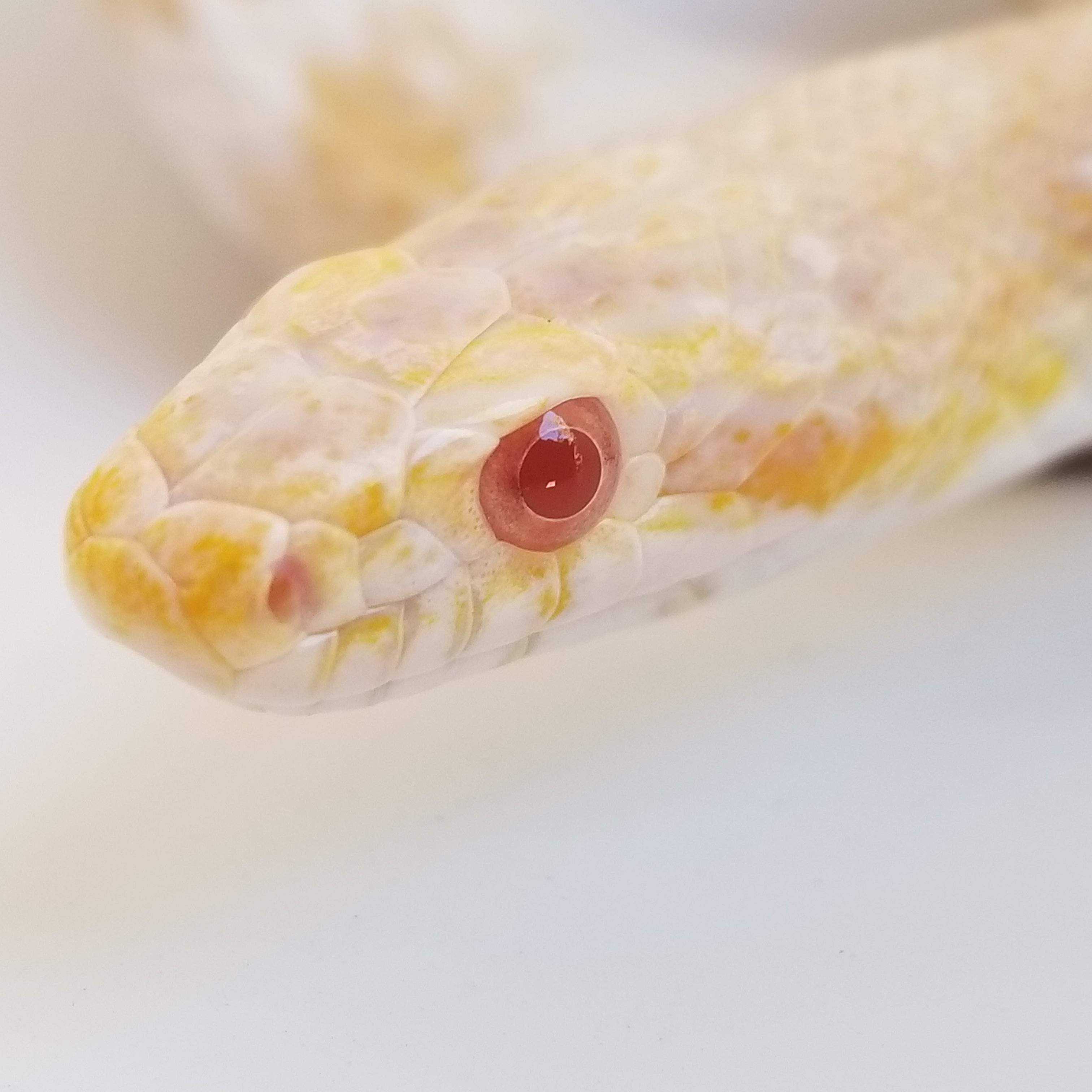 WB – Midnight Exotics