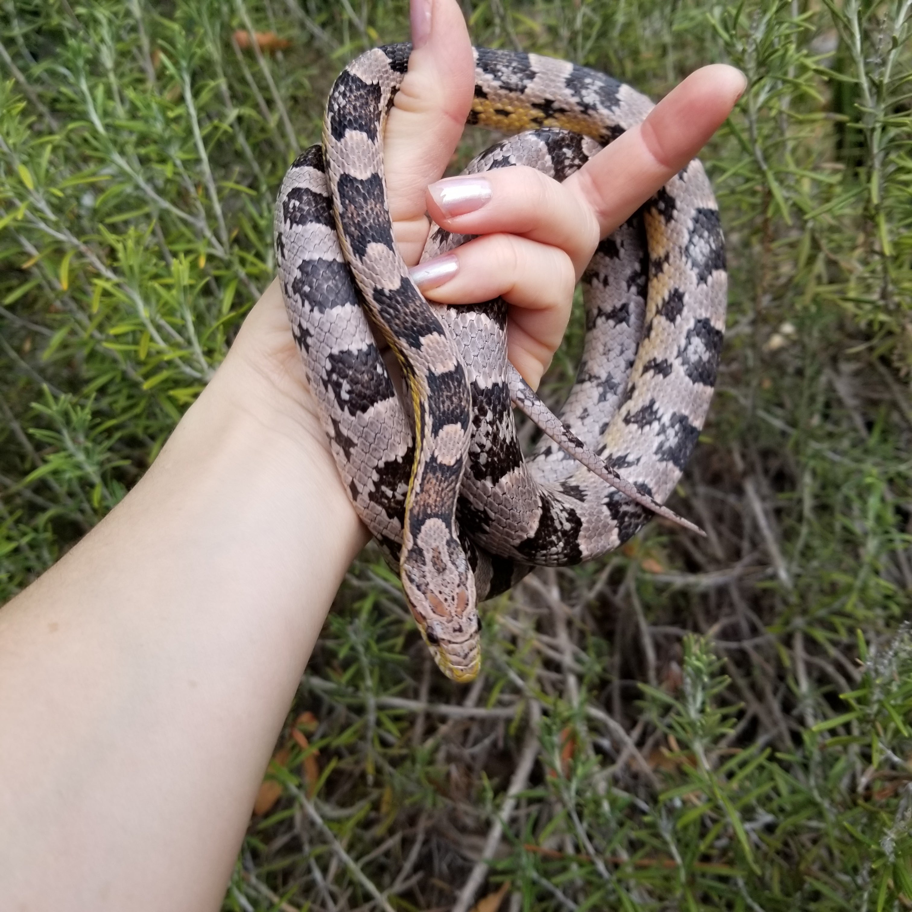 Cordi – Midnight Exotics