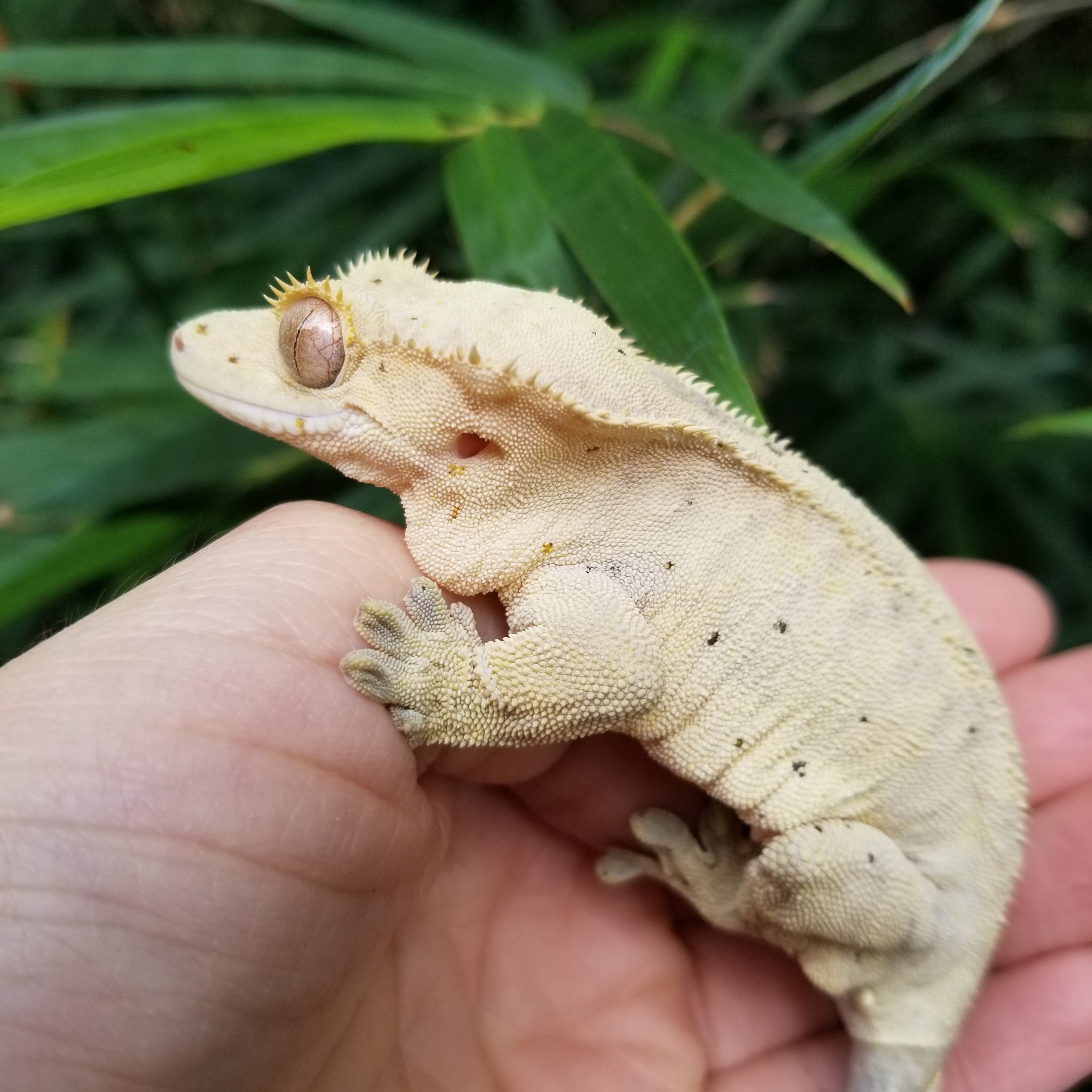 Dharma – Midnight Exotics