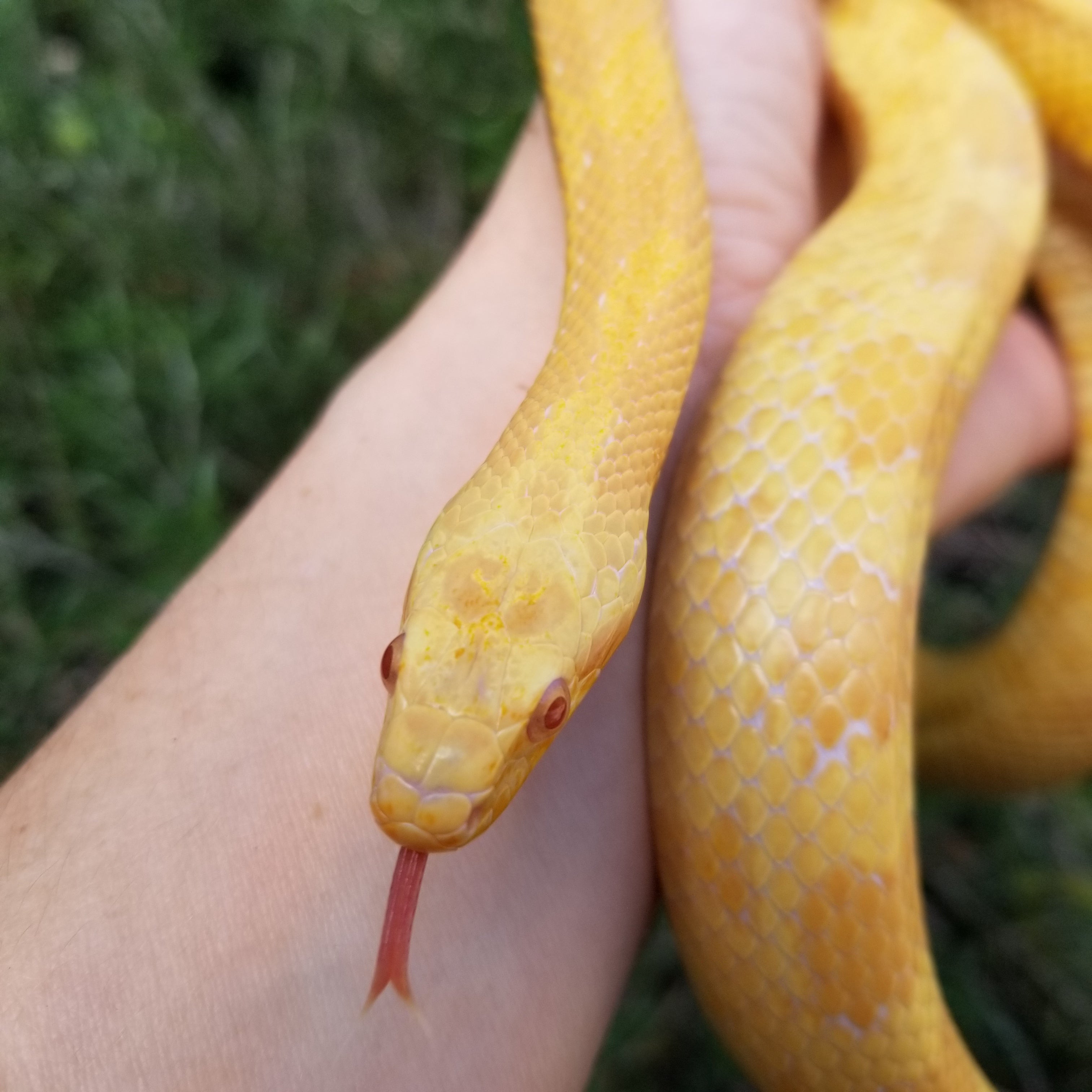 Hermione – Midnight Exotics