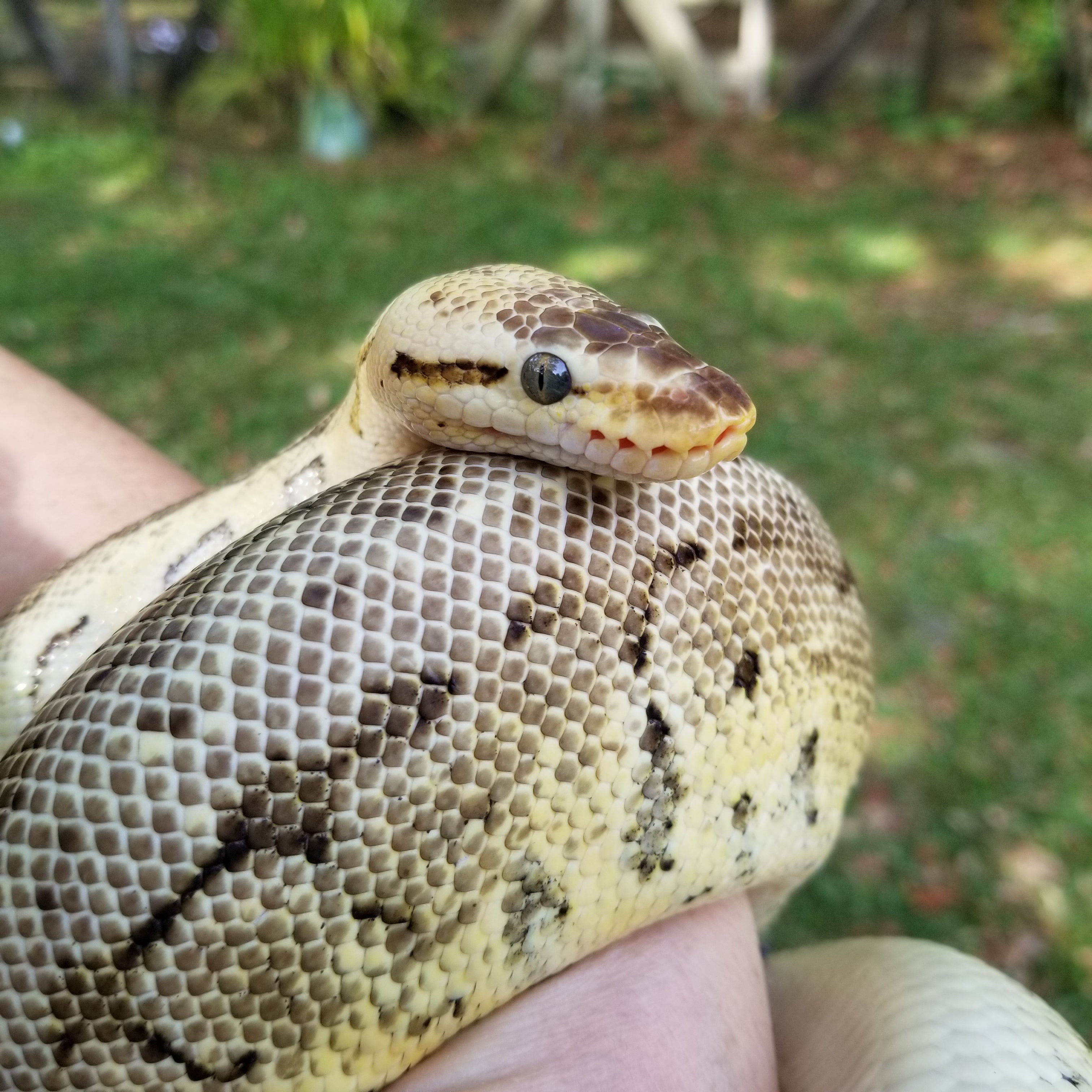 "Patrick" - (M) Lesser Pastel Pinstripe Crypton – Midnight Exotics