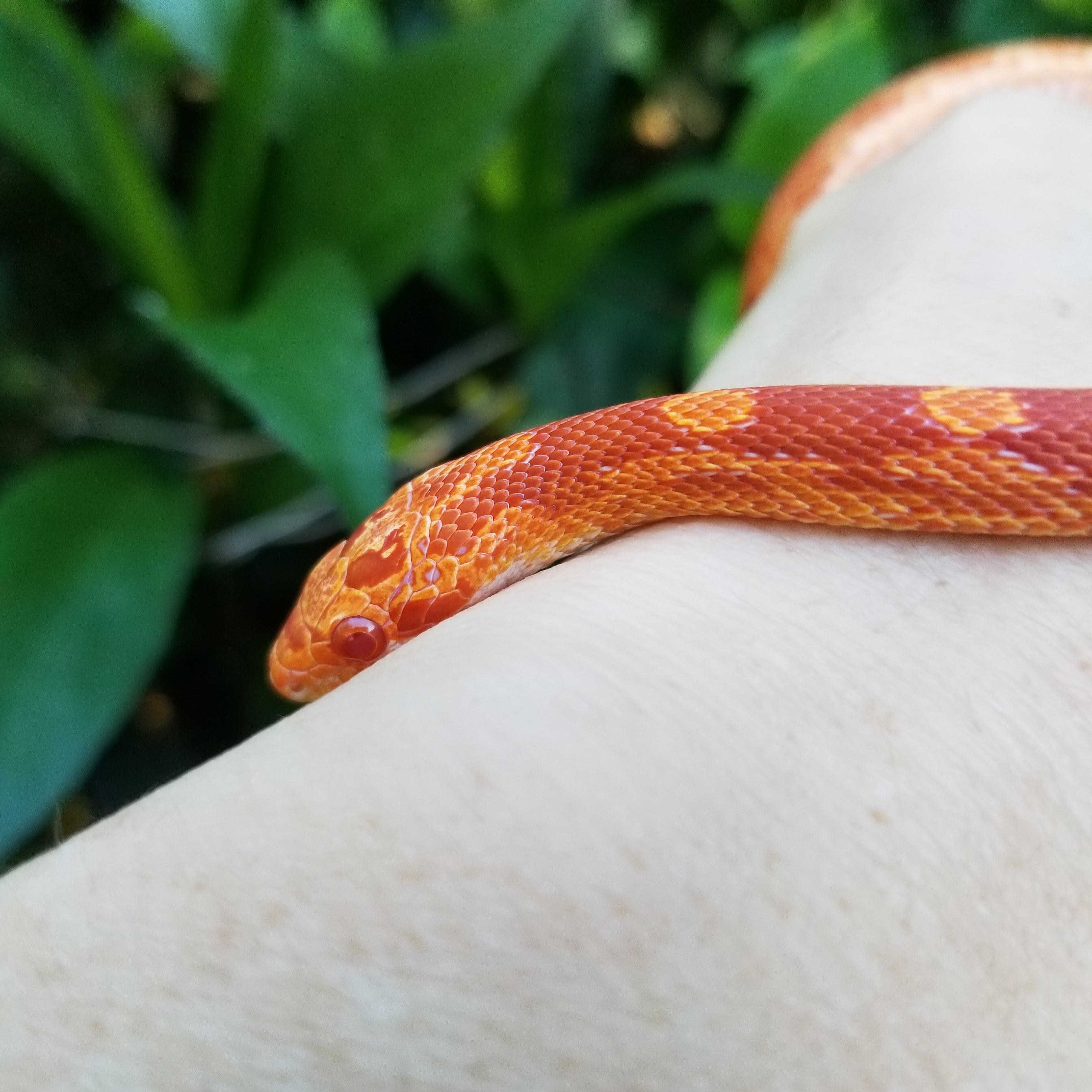 Fire ChHe12302 "Tanager" – Midnight Exotics