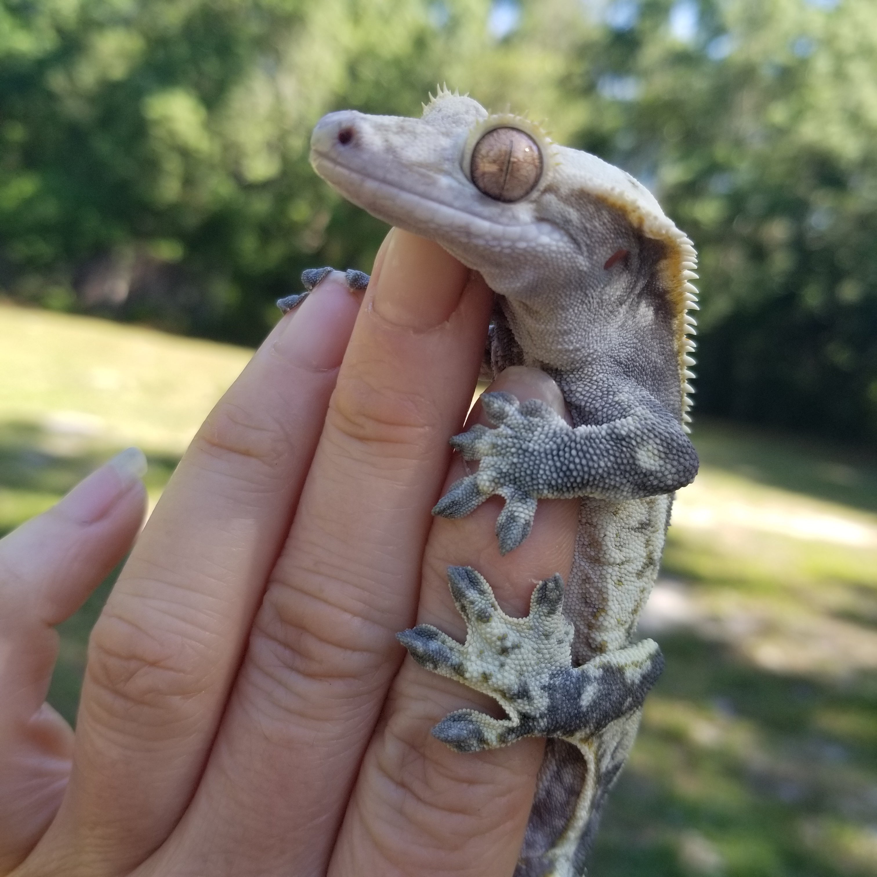 Tank – Midnight Exotics