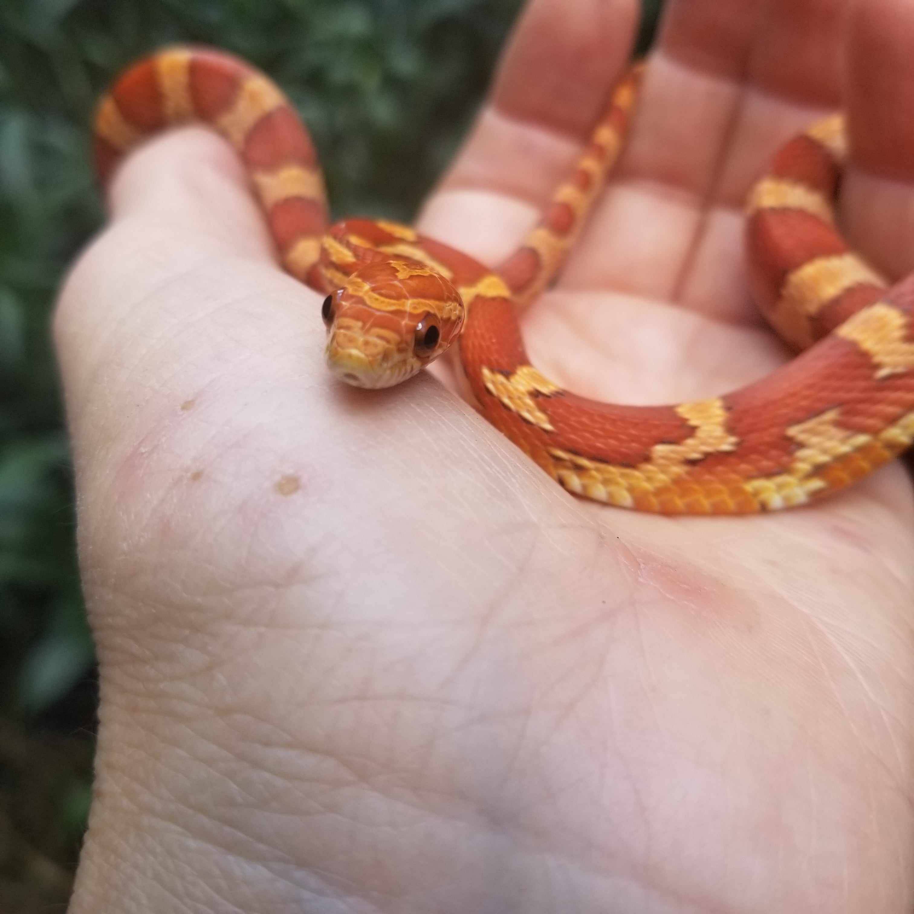 "Toucan" BasLa123 – Midnight Exotics