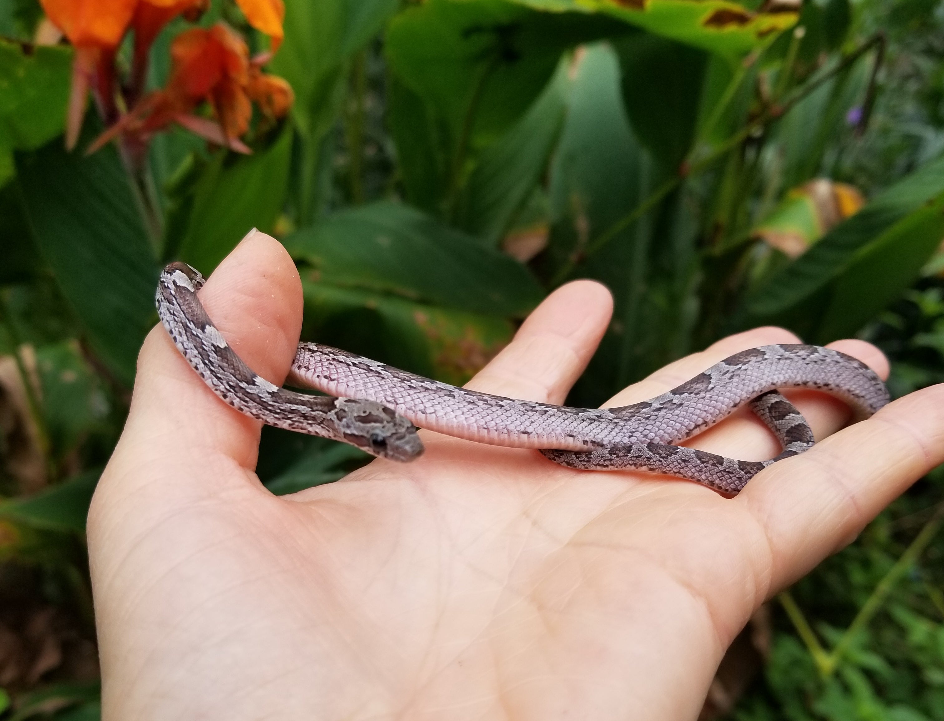 Granite Pied CoRo12411 – Midnight Exotics