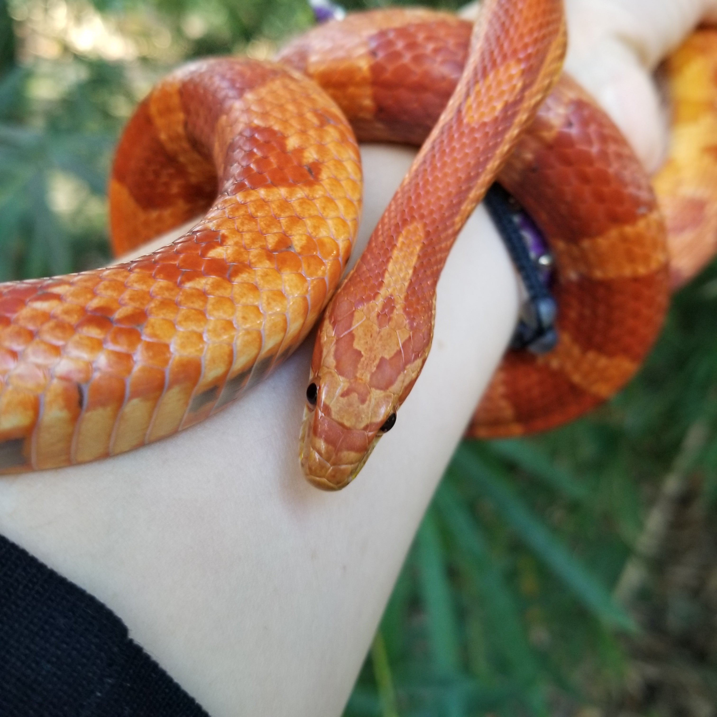 "Julian" hypo type – Midnight Exotics