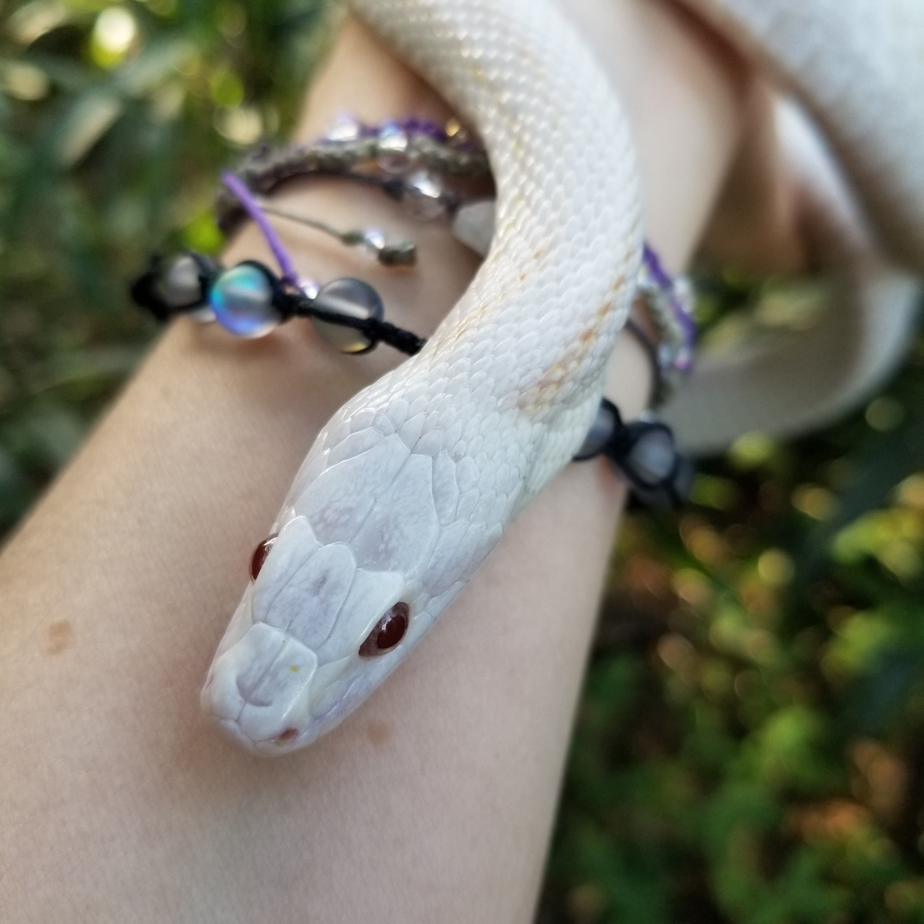 Katniss – Midnight Exotics