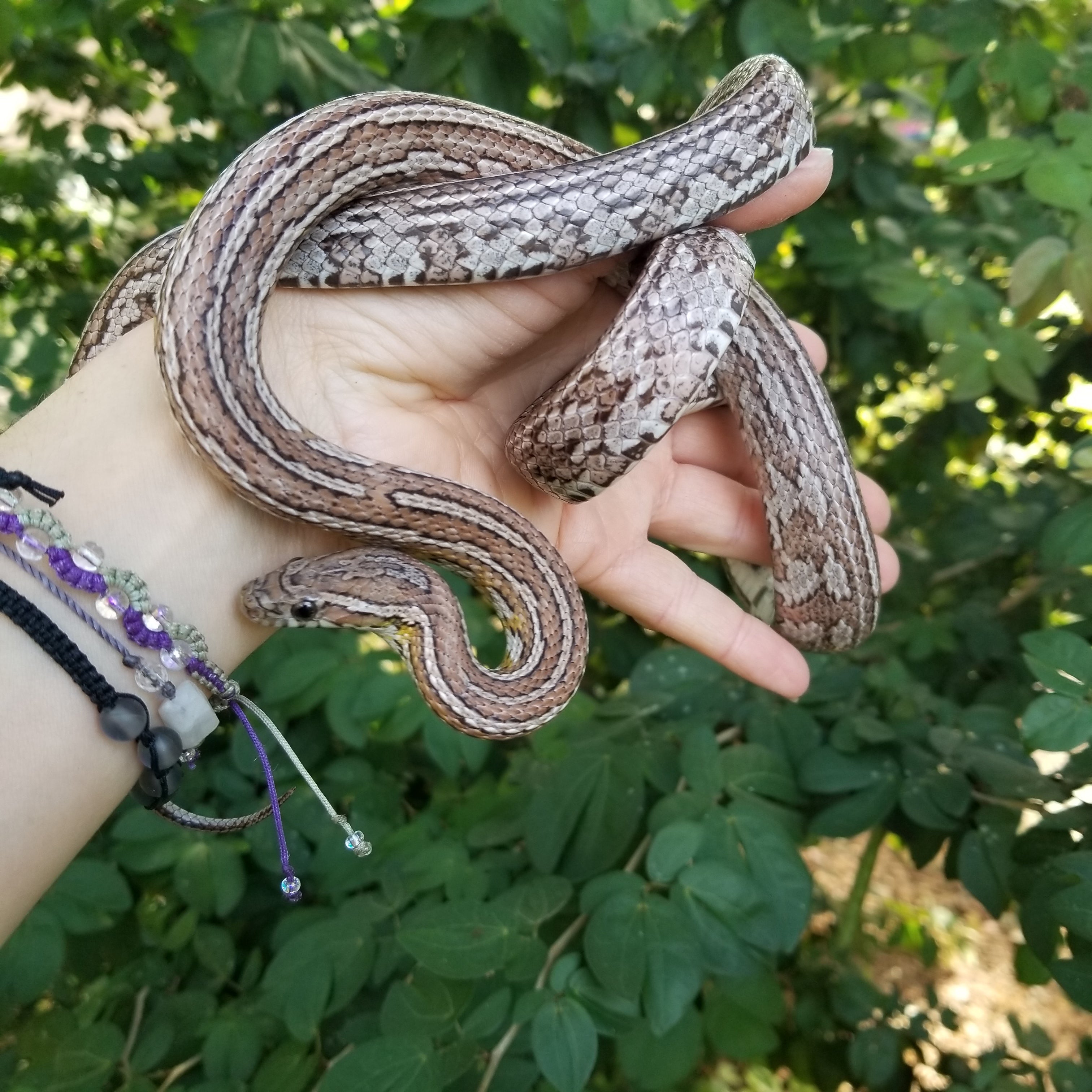 Anastasia – Midnight Exotics