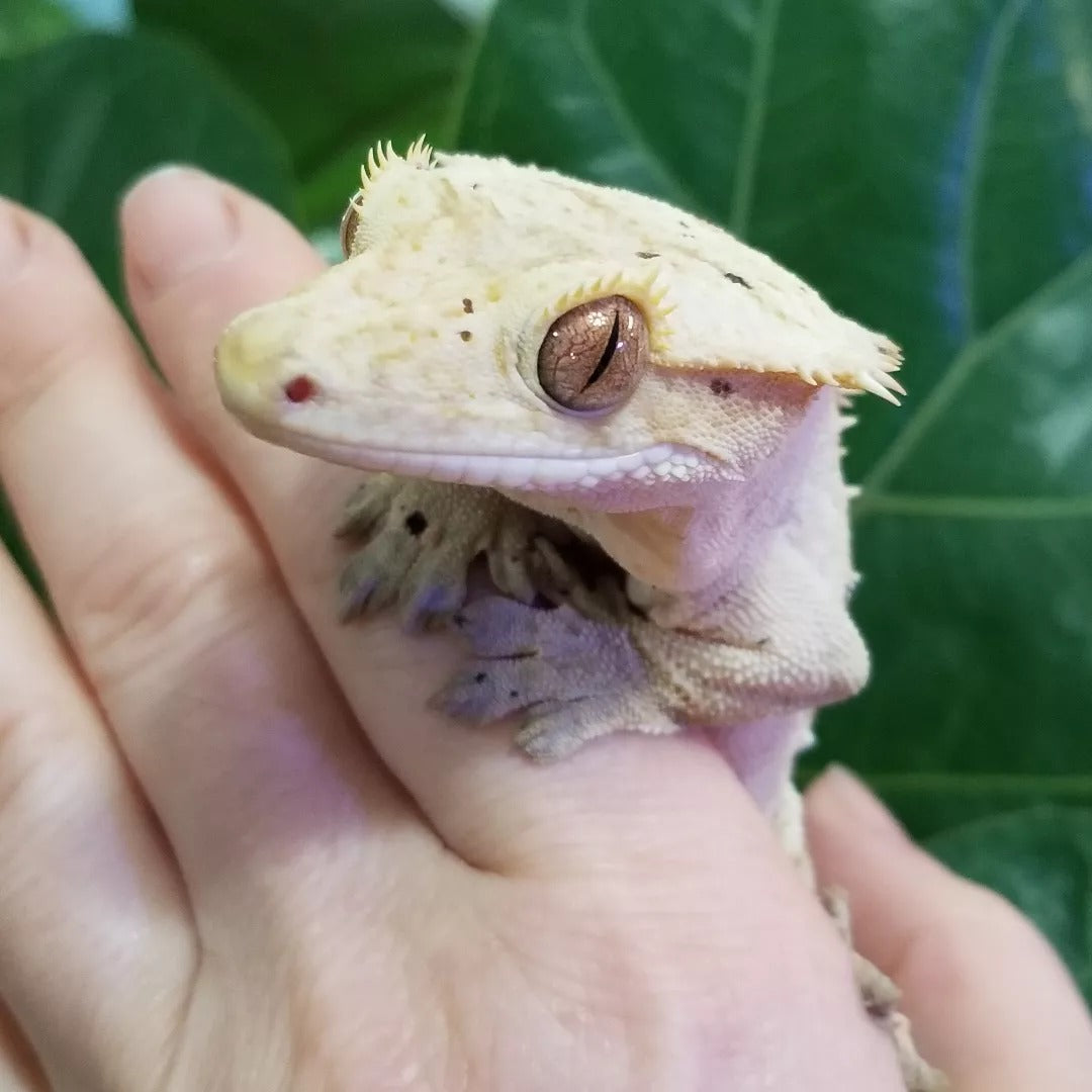 Solo – Midnight Exotics