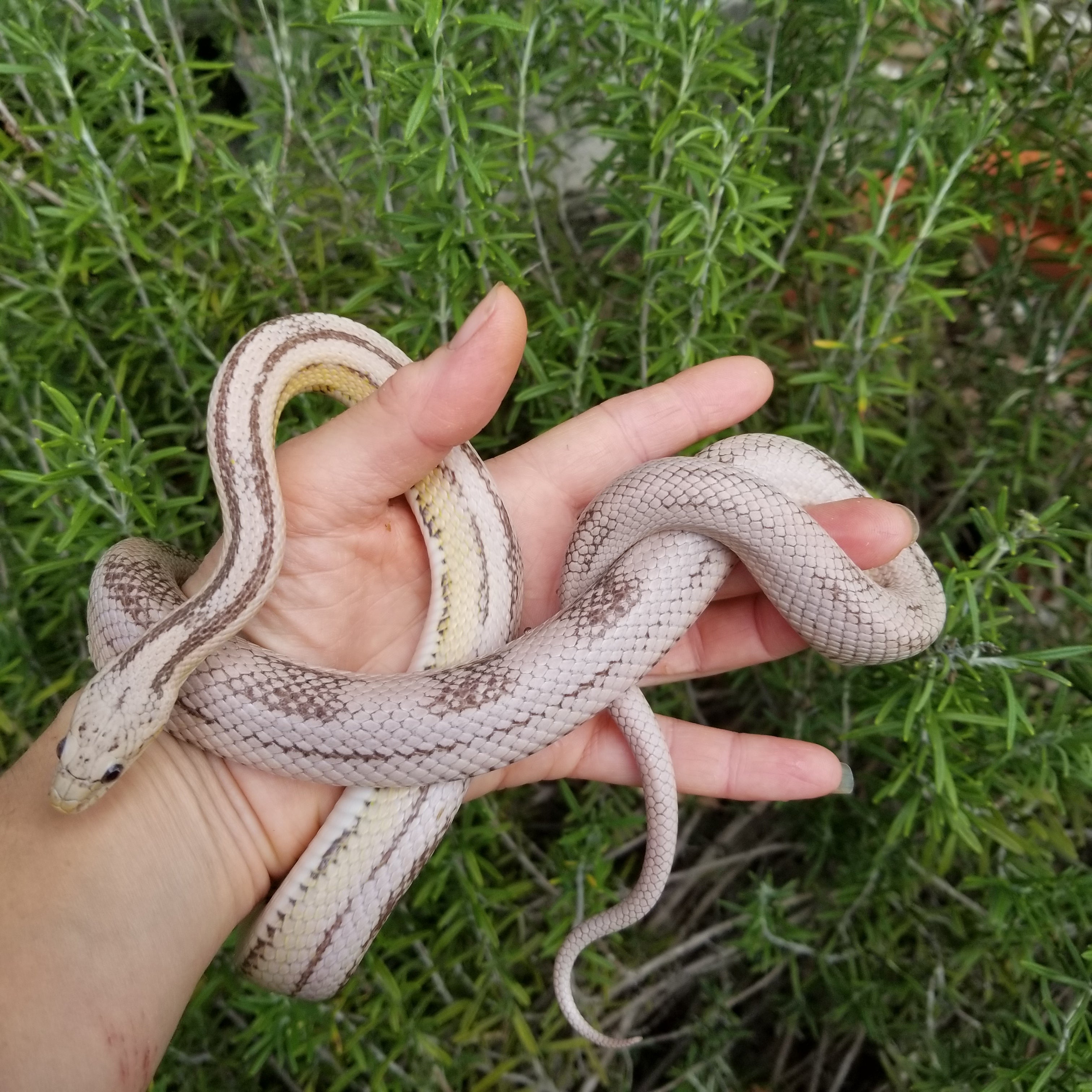 Berry – Midnight Exotics