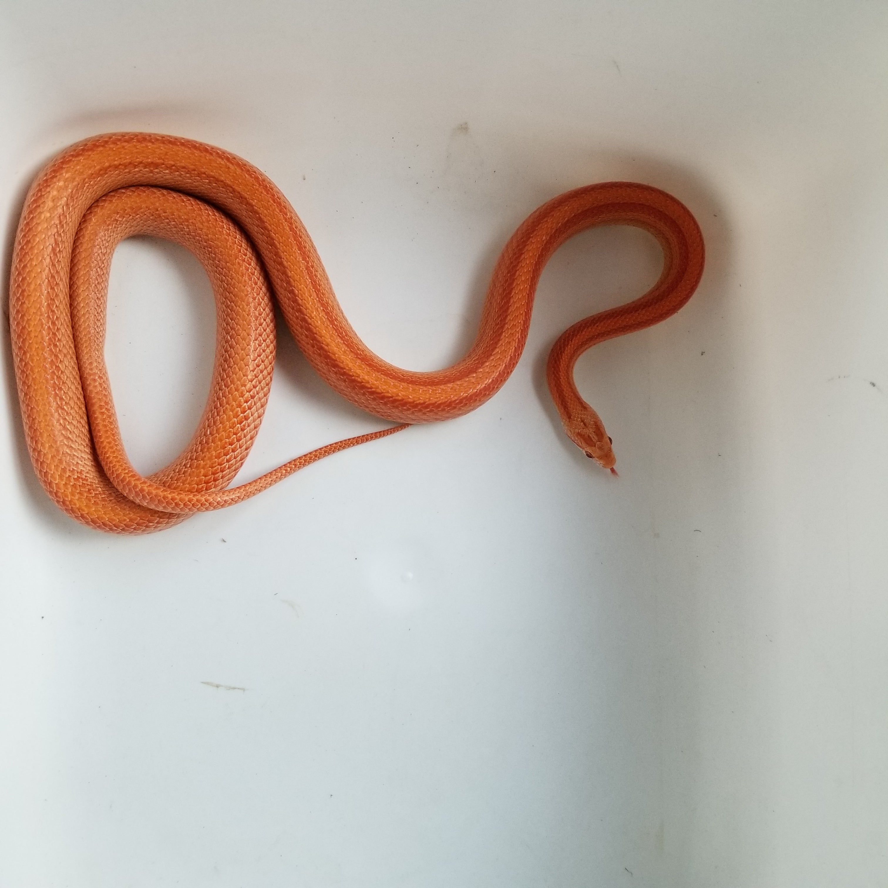 Arnold – Midnight Exotics