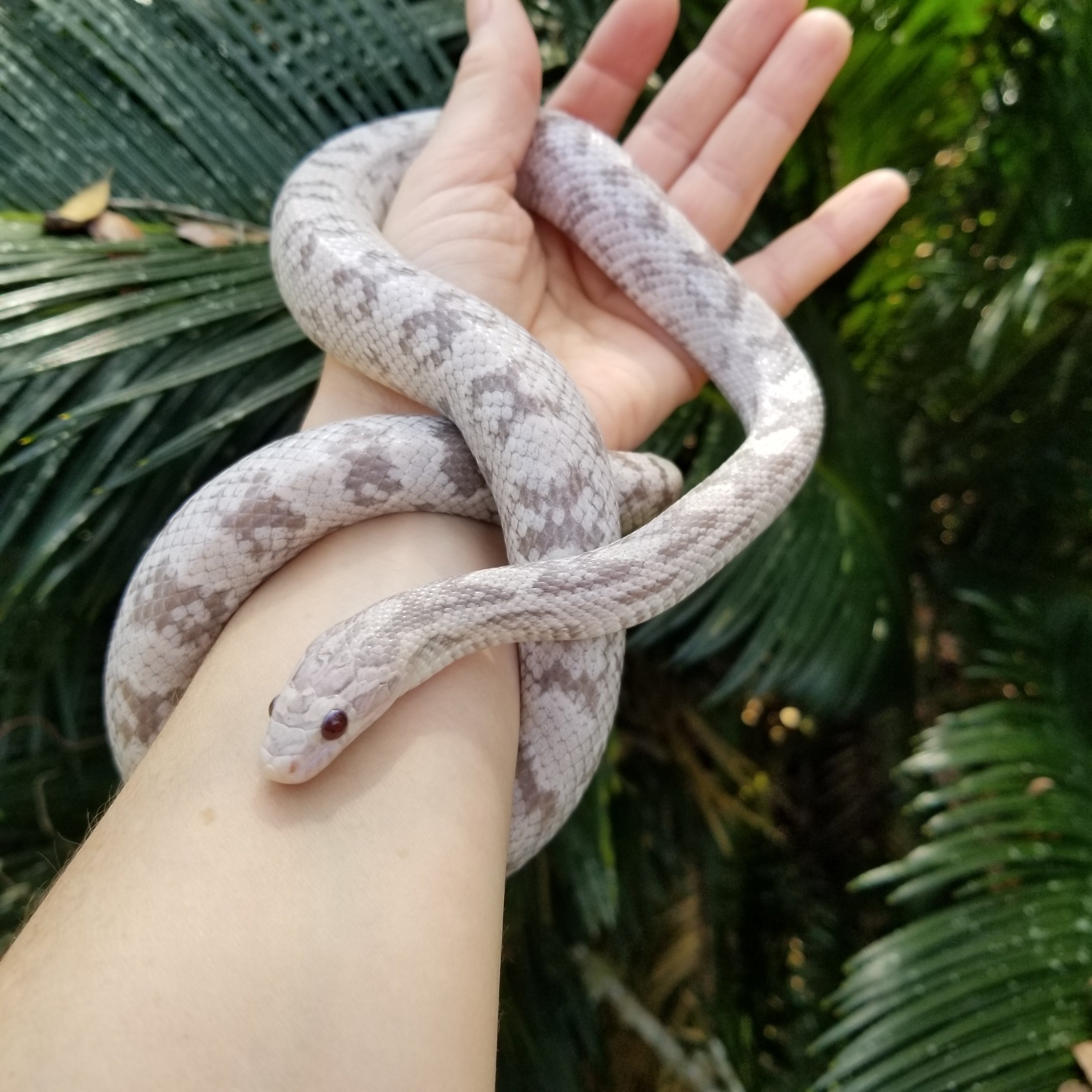 Valkyrie – Midnight Exotics