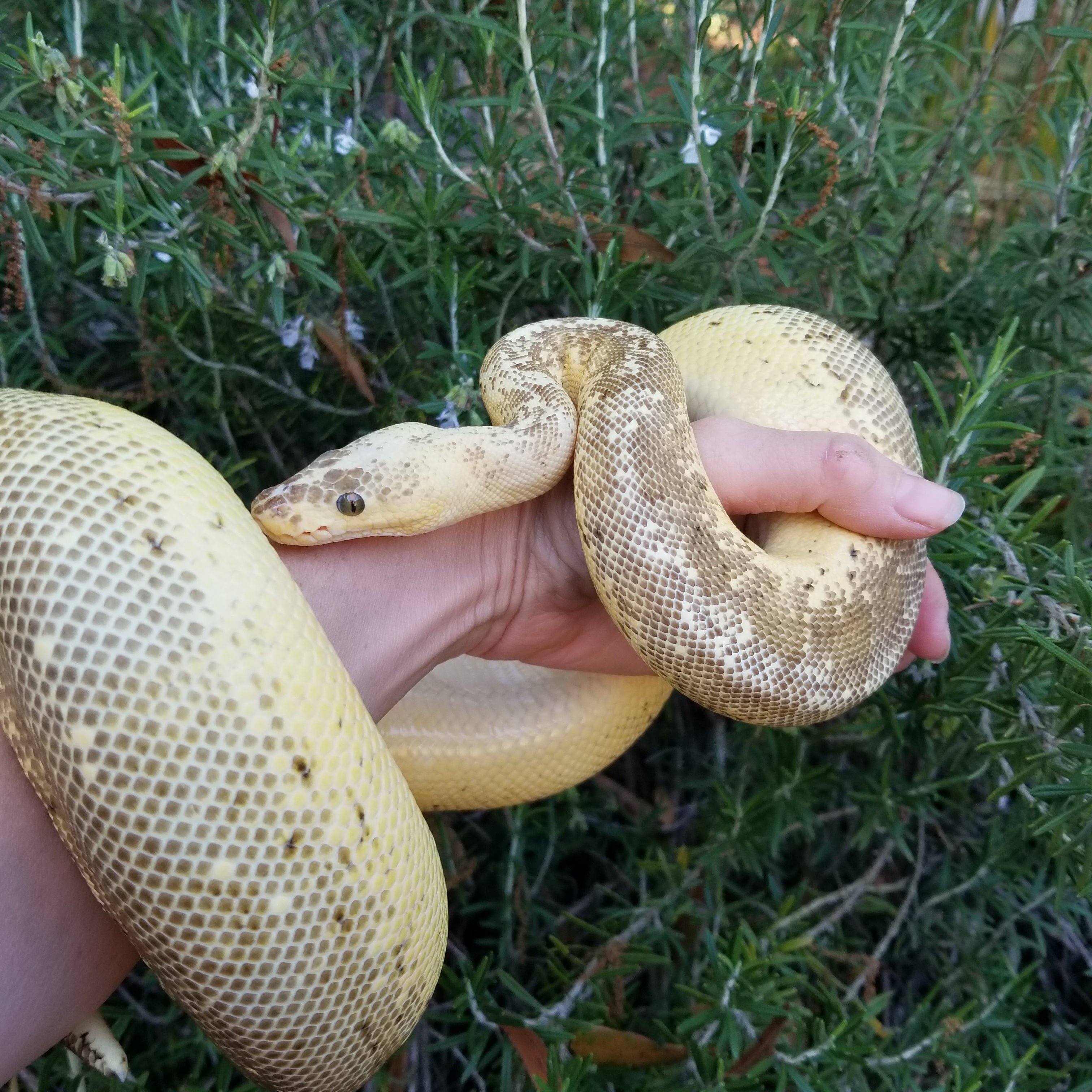 "Sunrise" - (F) Super Pastel Pinstripe Lesser Clown – Midnight Exotics