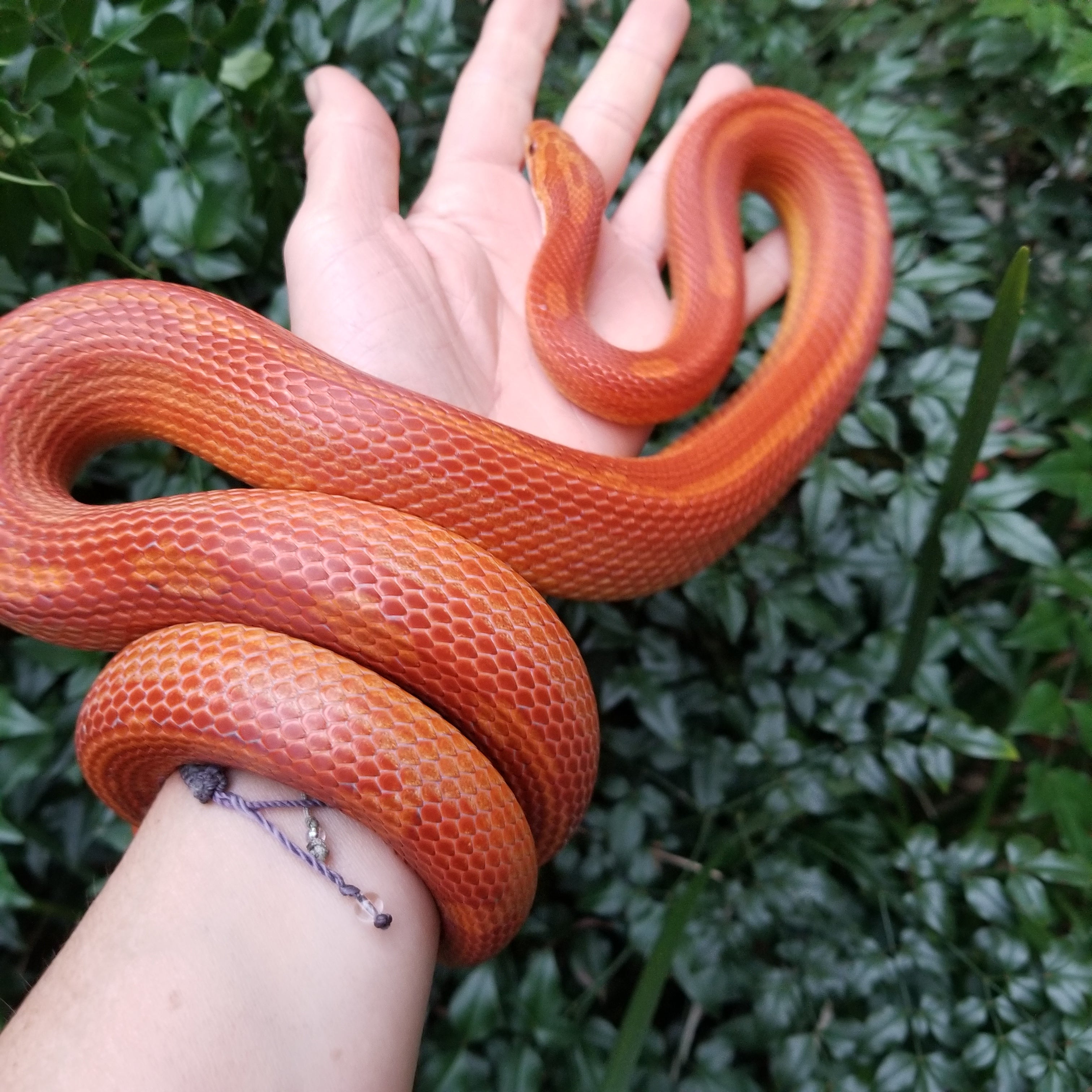 Coraline – Midnight Exotics