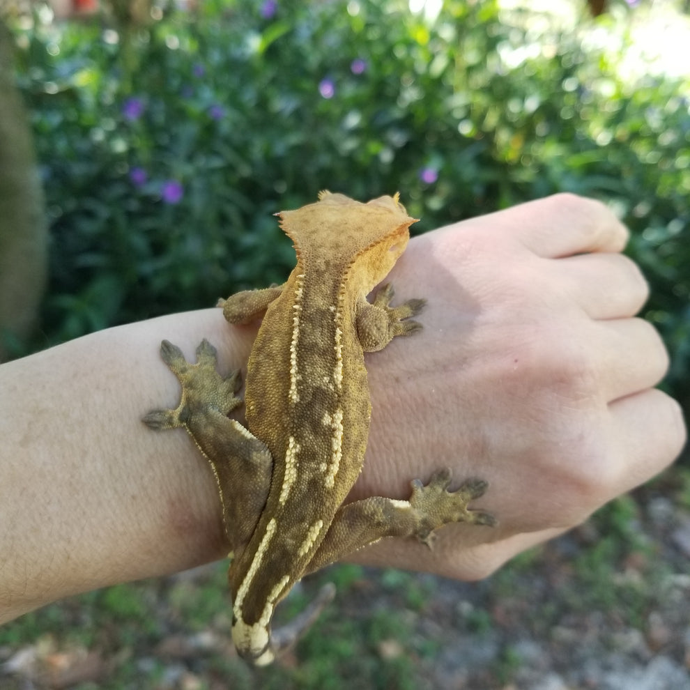 Summit – Midnight Exotics