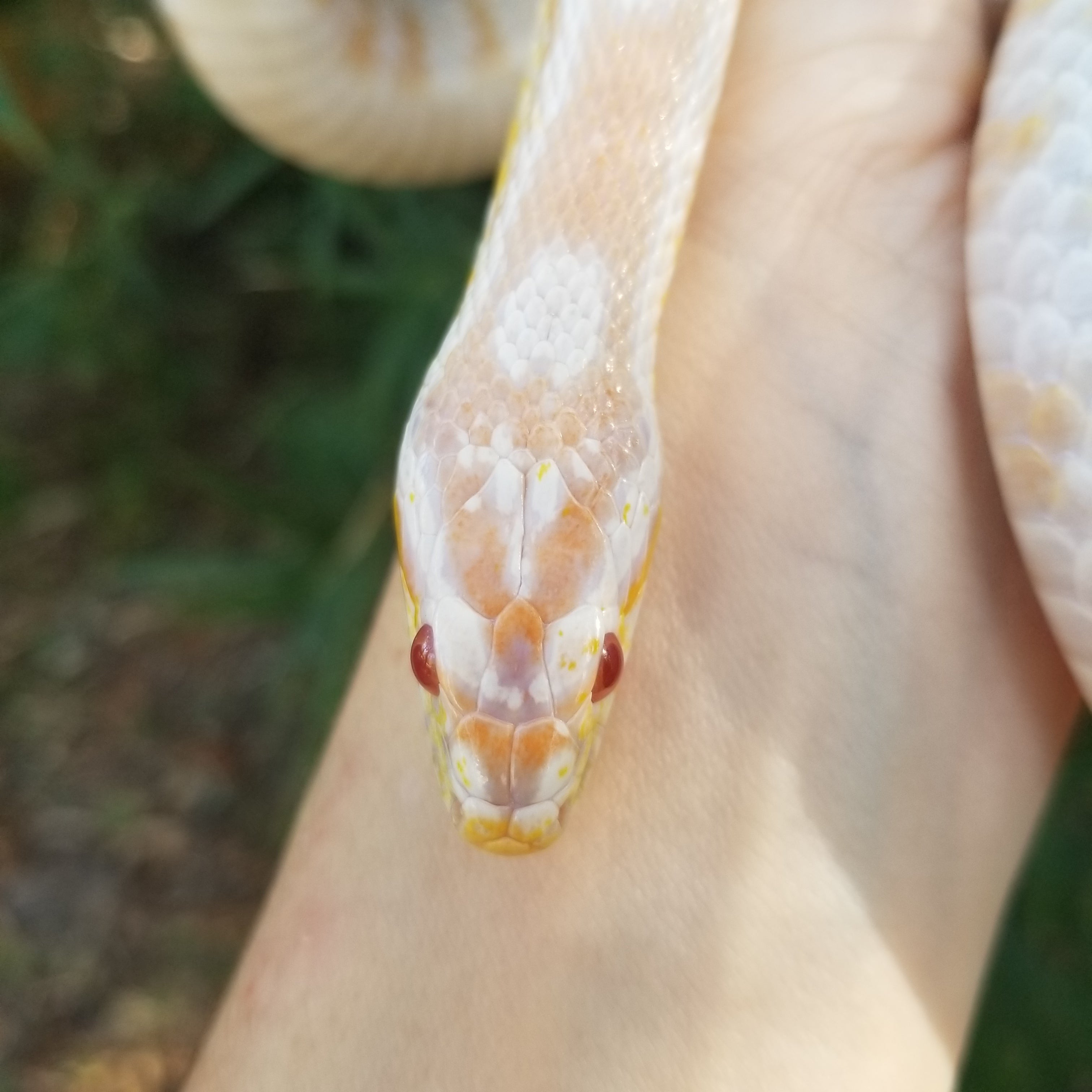 Branch – Midnight Exotics