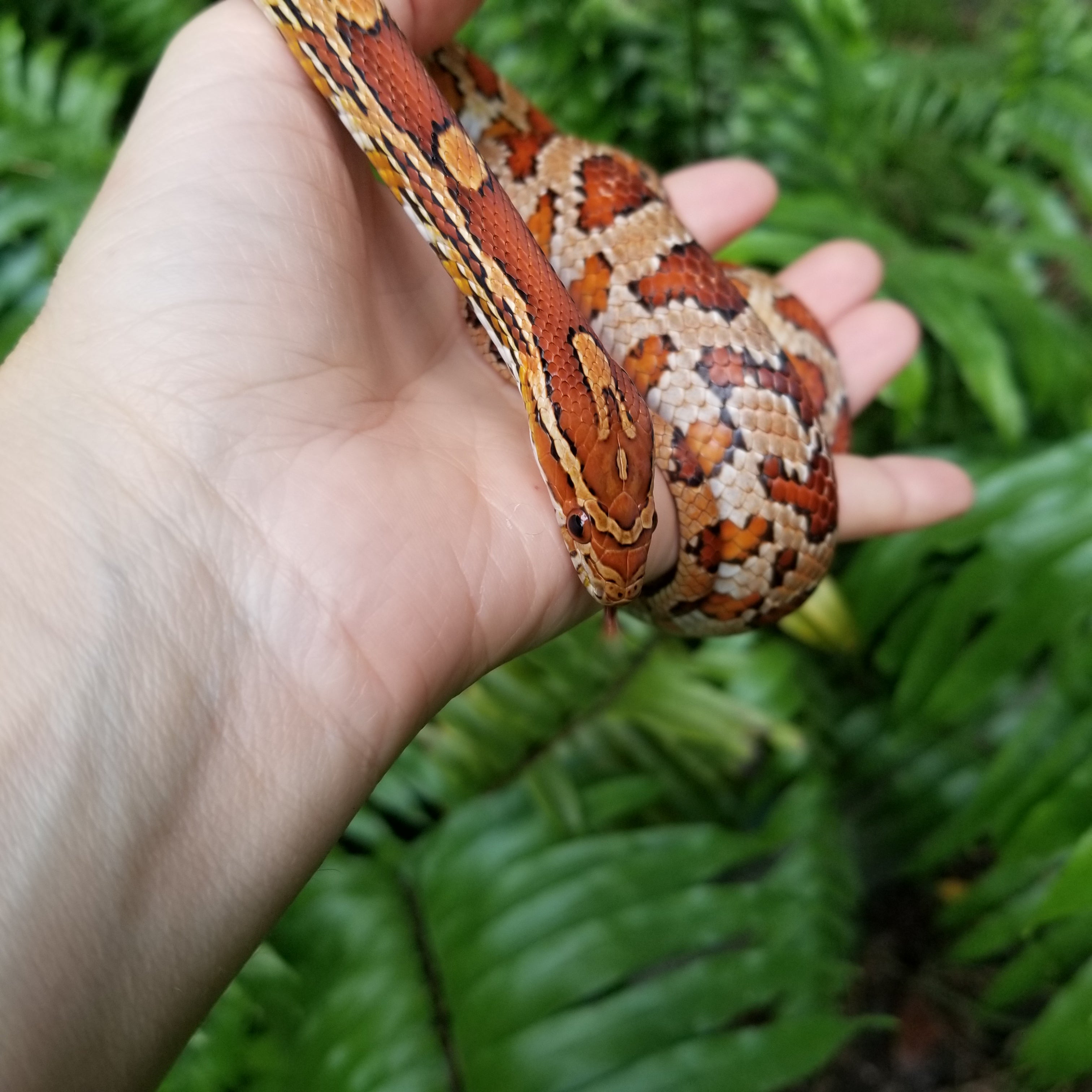 Dragon – Midnight Exotics